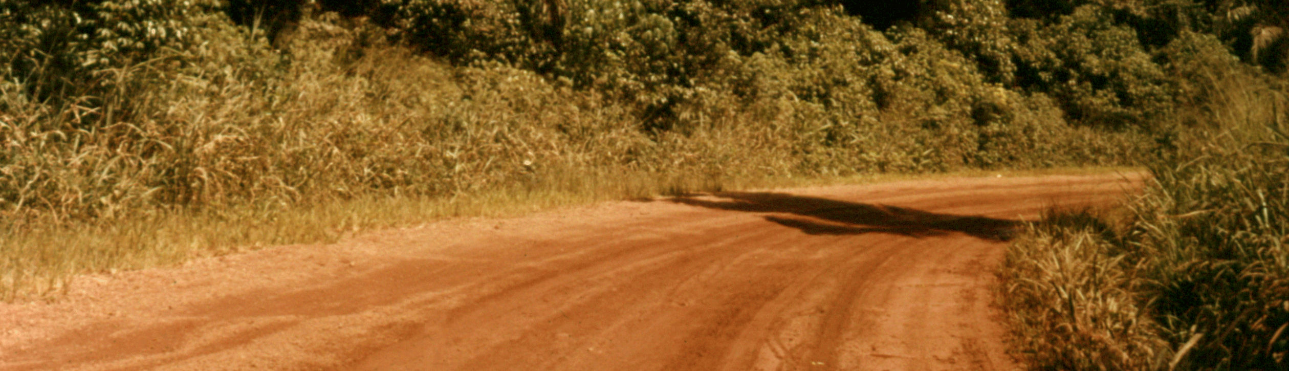 Chronological overview | Daniel P. Biebuyck