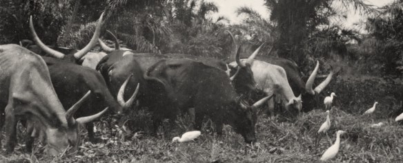 Vira | Daniel P. Biebuyck